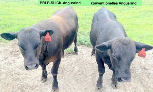 proteinmarkt.de - Infoportal für Fütterungsberater und Landwirte ...